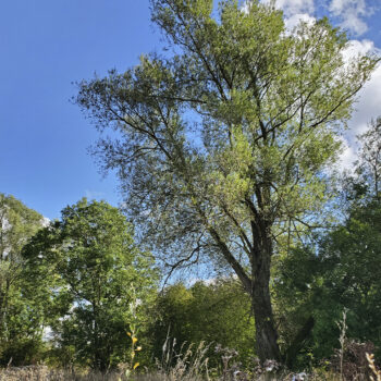Boothby Wildland Nature Reserve - Visit Lincolnshire