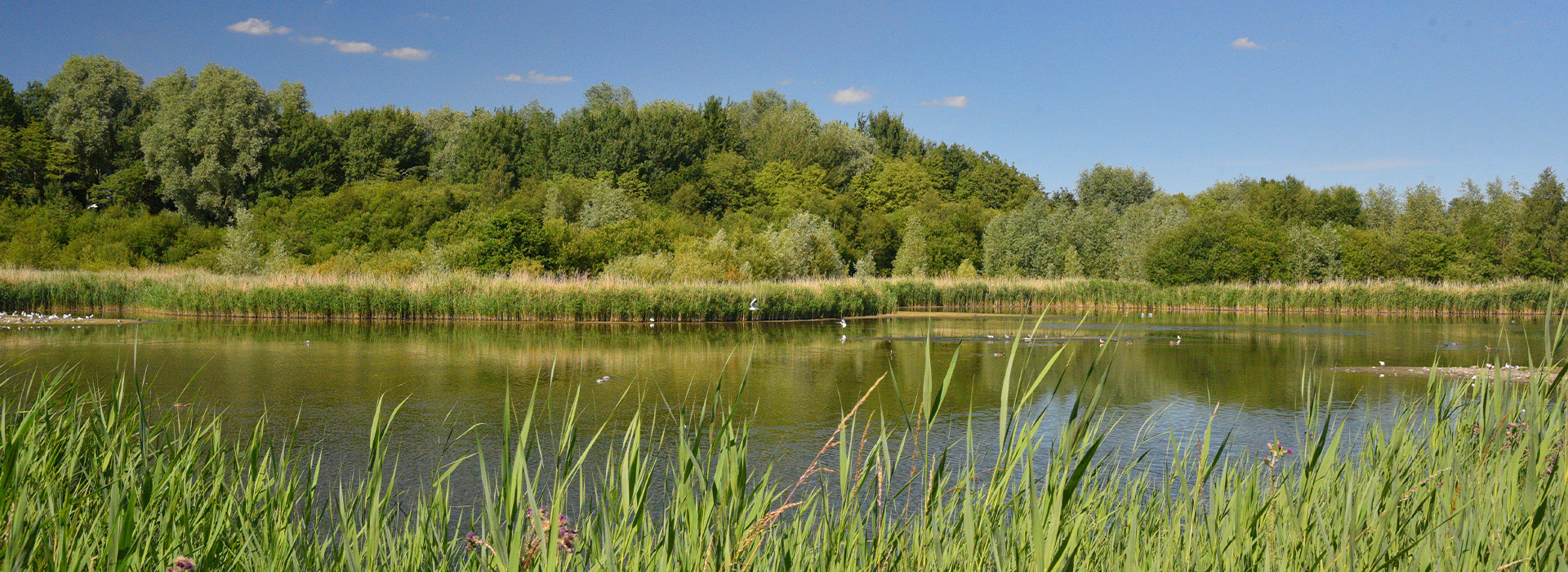 Messingham Sand Quarry Birdwatching - Visit Lincolnshire