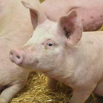 Wragby - Visit Lincolnshire