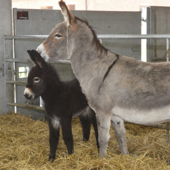 Wragby - Visit Lincolnshire