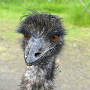 Messingham Zoo - Visit Lincolnshire