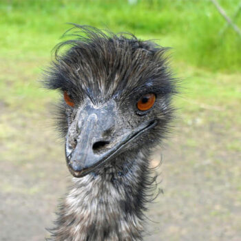 Messingham Zoo - Visit Lincolnshire