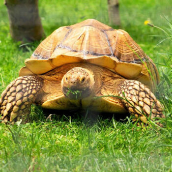 Messingham Zoo - Visit Lincolnshire