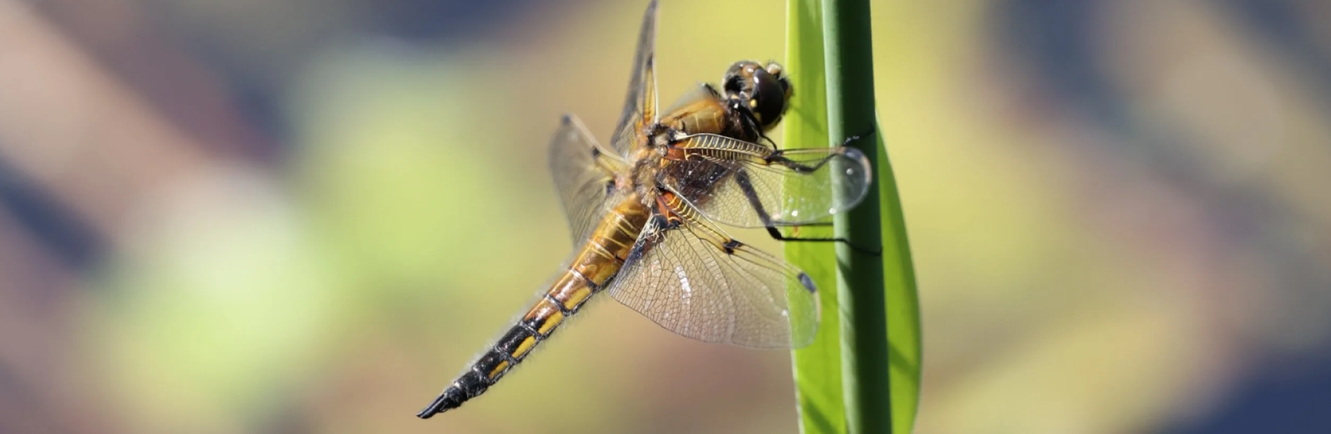 Dragonfly Tour at Wilder Doddington - Visit Lincolnshire
